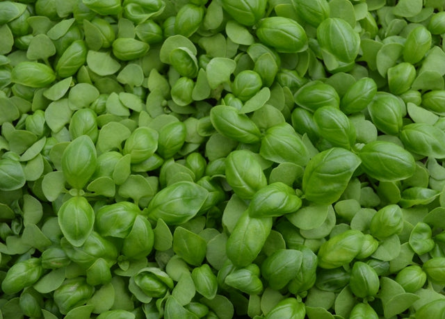 Genovese Basil – Southern Harvest Farm