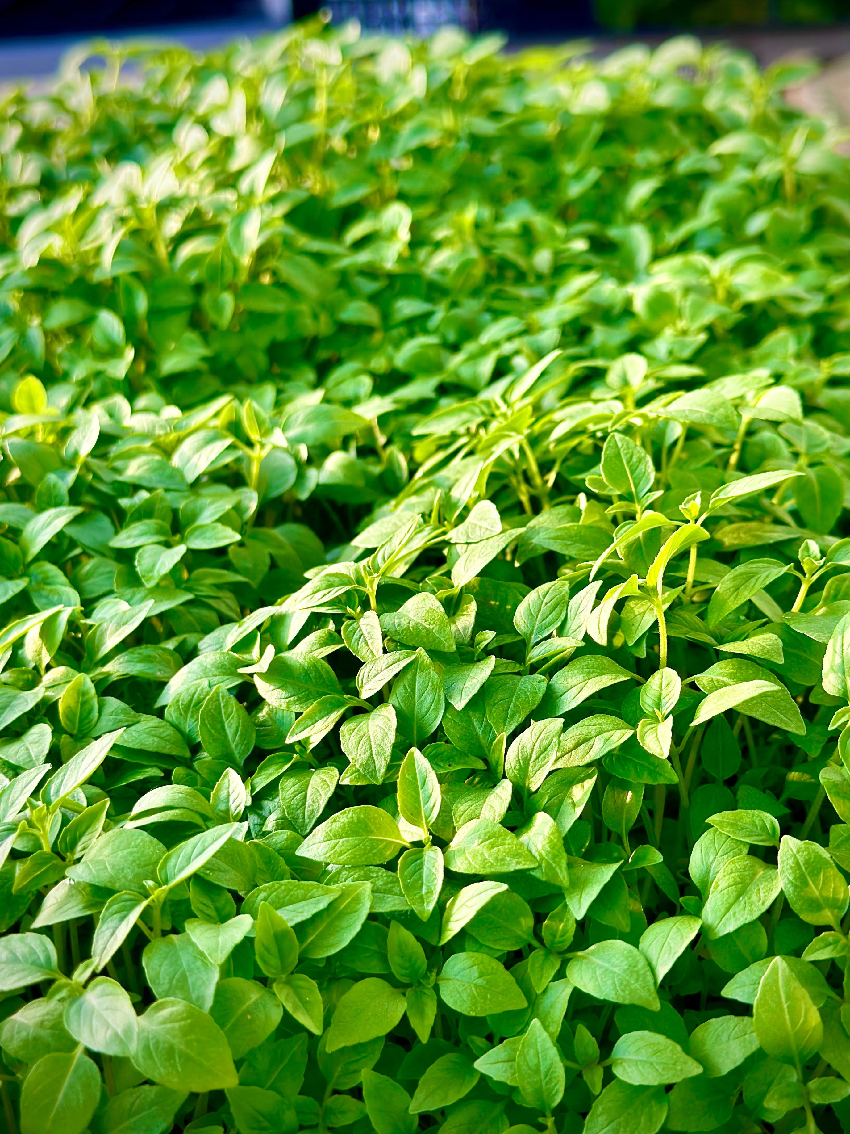 Southern Harvest Microgreens – Southern Harvest Farm