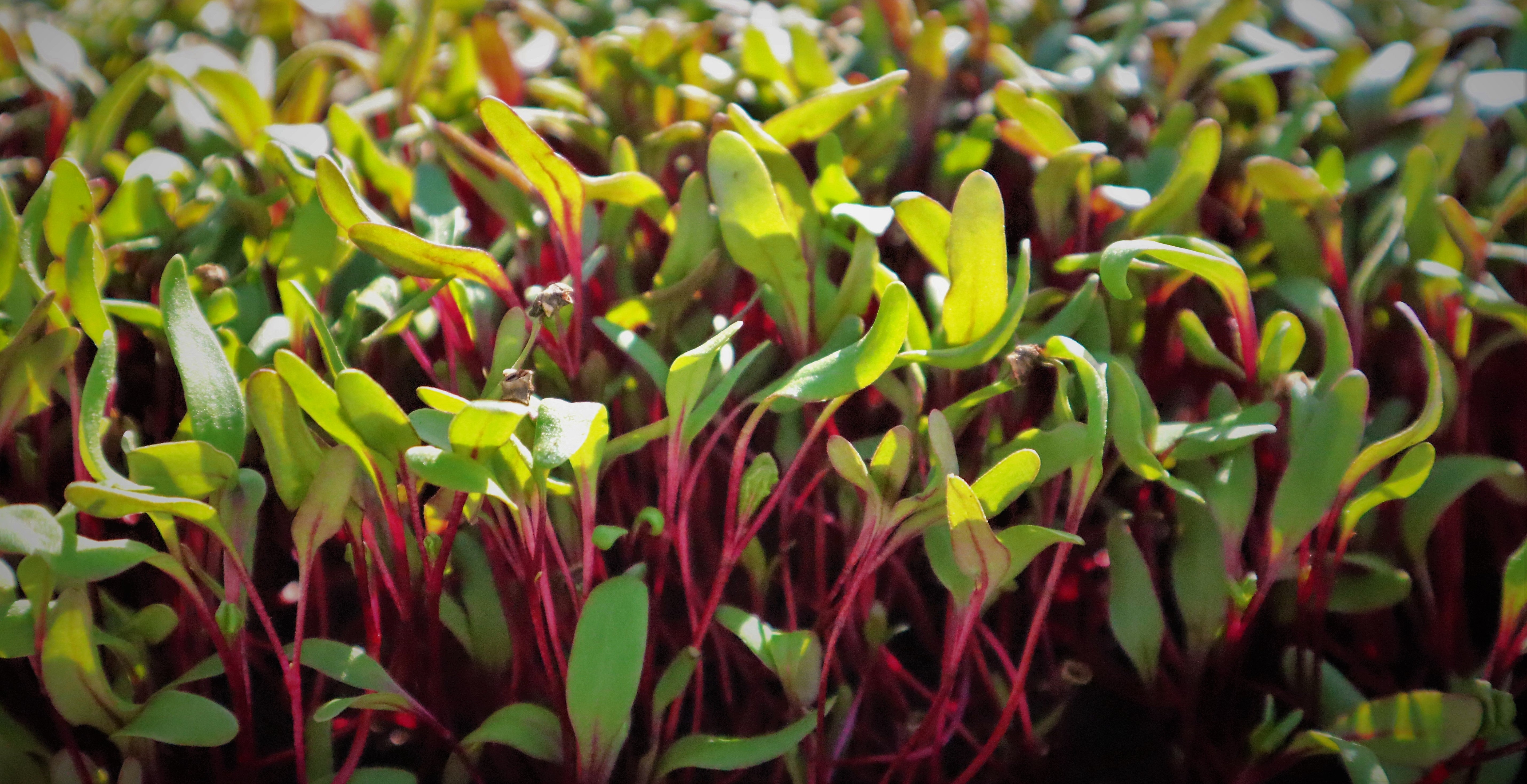 Bulls Blood Beets – Southern Harvest Farm